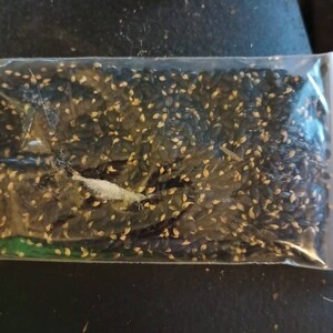 Bailey Acacia Tree Seeds acacia Baileyana golden Mimosa Tree - Etsy