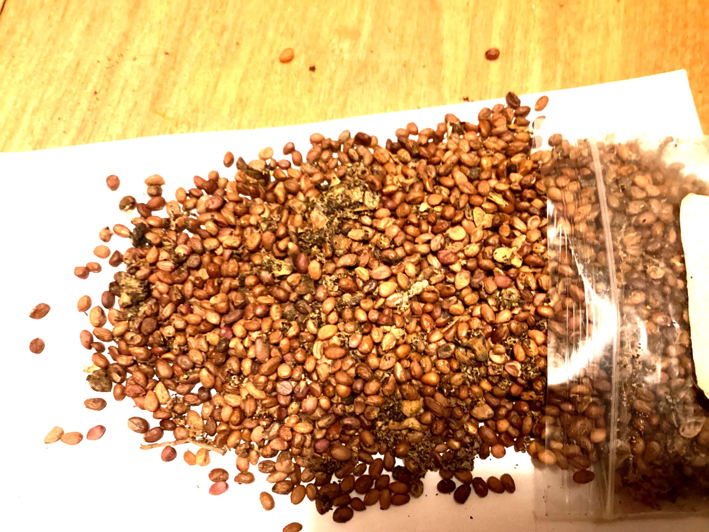 Hamilton's Spindle Tree Tree Seeds (EUONYMUS MAACKII) - Etsy