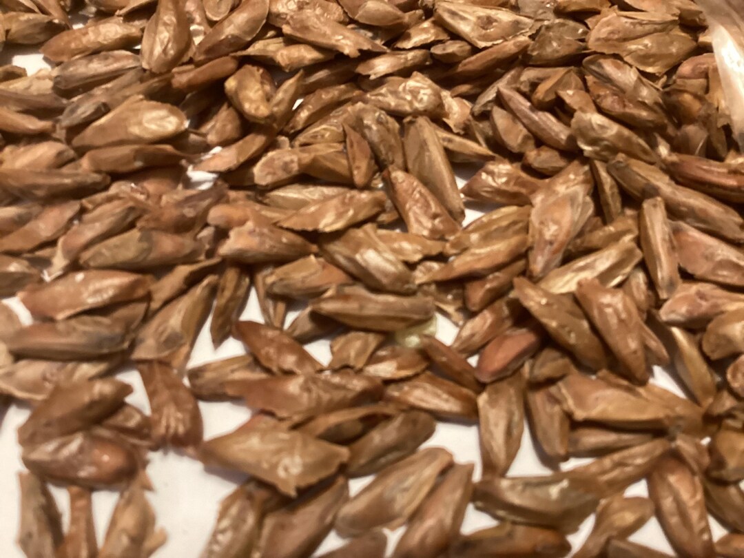 Blue Noble Fir Tree Seeds (abies Procera Glauca) (blue Danish Fir) - Etsy