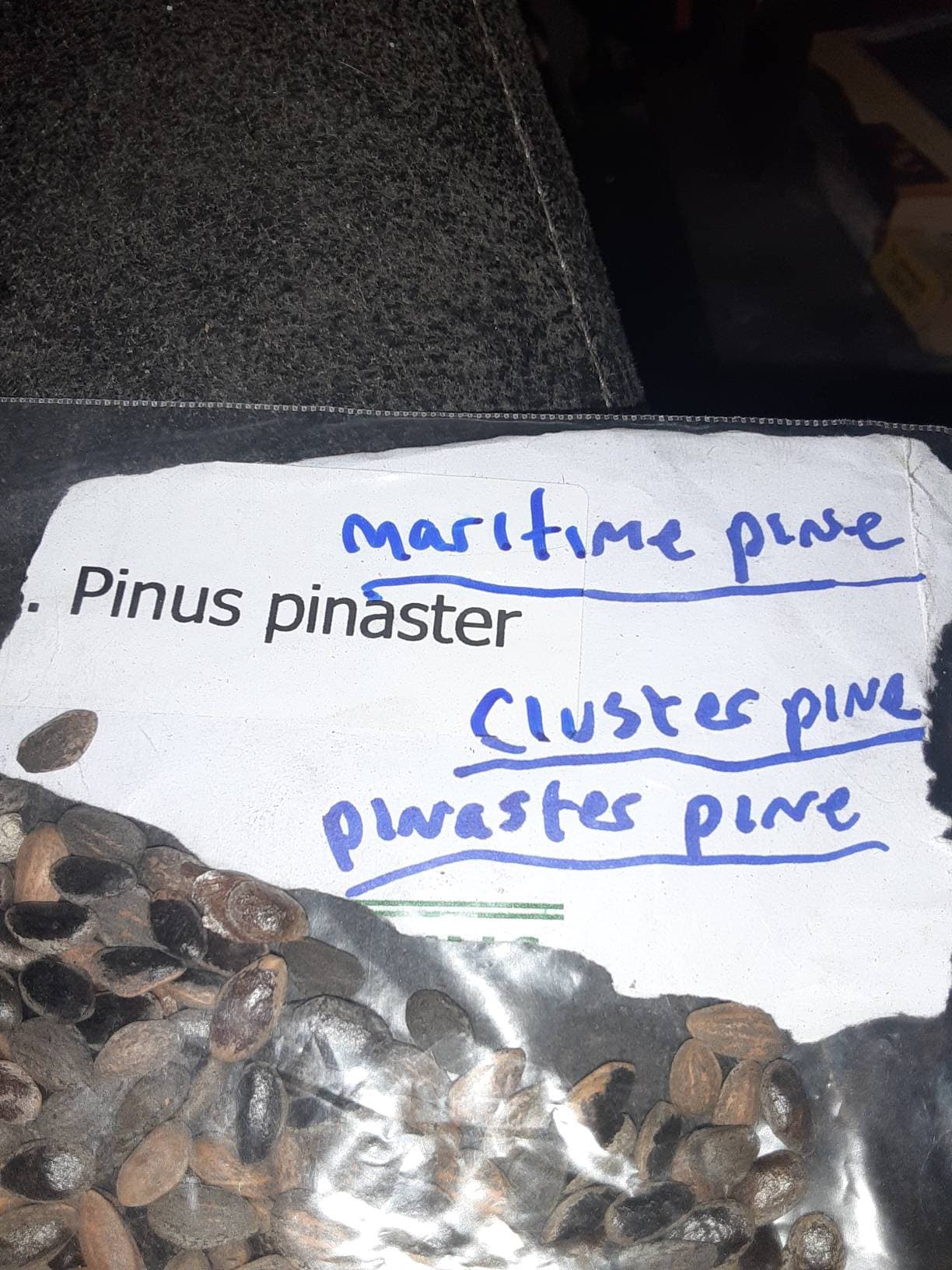 Cluster Pine Tree Seeds PINUS PINASTER maritime Pine - Etsy