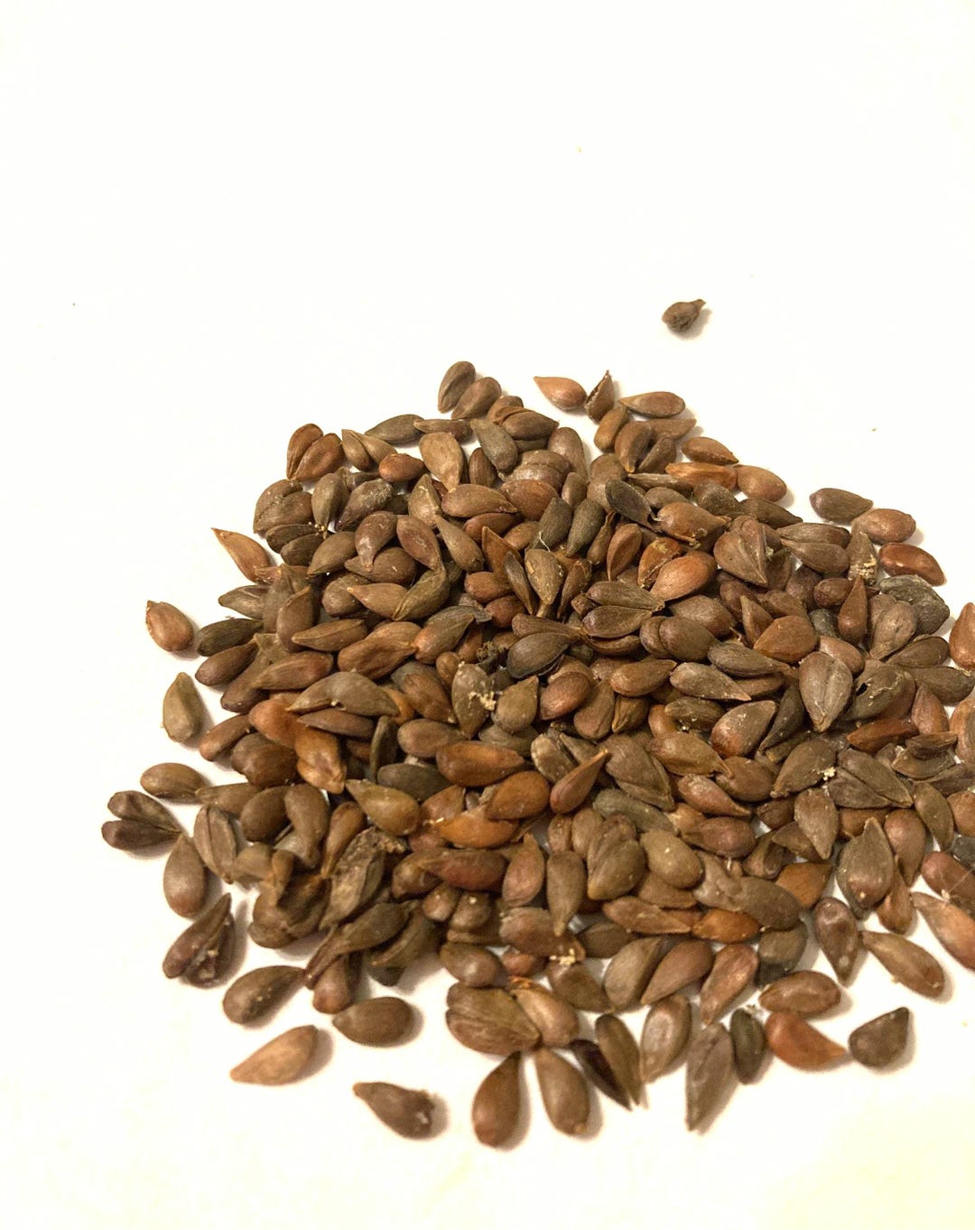 Shakar Crabapple Tree Seeds (MALUS SIEVERSII) (shakar Crab Apple) - Etsy