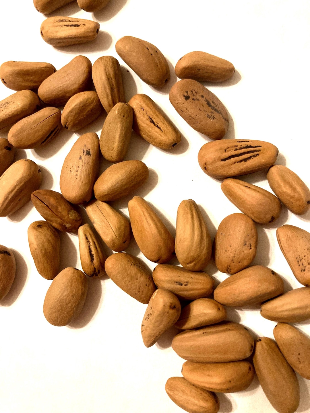 Italian Stone Pine Tree Seeds (PINUS PINEA) (umbrella Pine) - Etsy