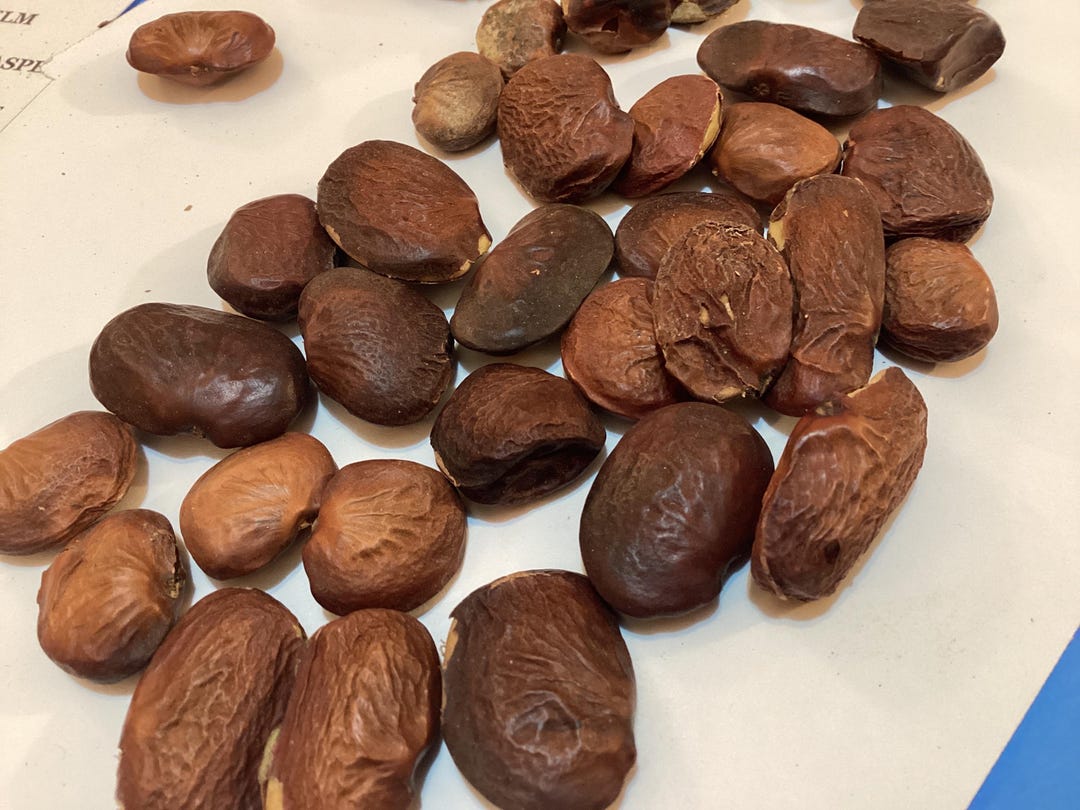 Indian Beech Tree Seeds (PONGAMIA PINNATA) - Etsy
