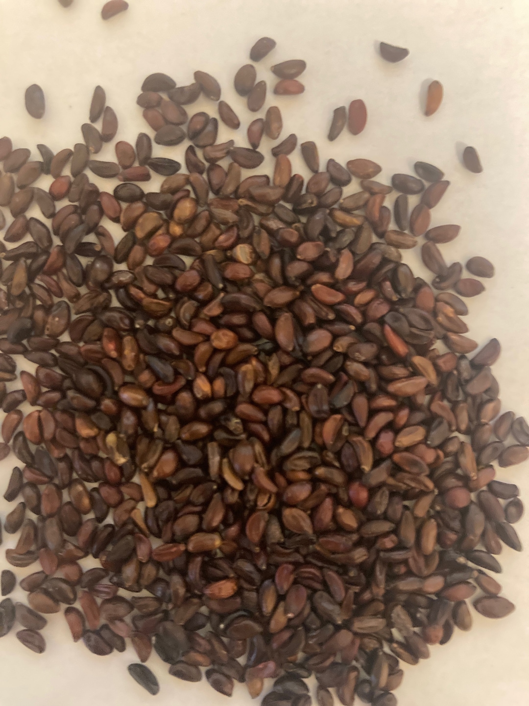 Creeping Mahonia Shrub Seeds (BERBERIS AQUIFOLIUM) (tall Mahonia ...