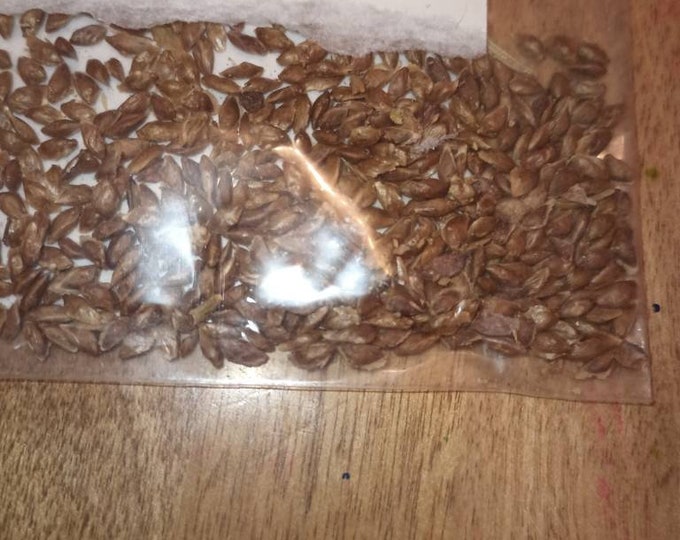 Mountain Hemlock Tree Seeds tsuga Mertensiana - Etsy