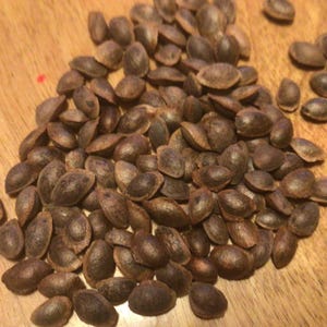 Macedonian Pine Tree Seeds (PINUS PEUCE) (balkan Pine)(greek Stone Pine ...