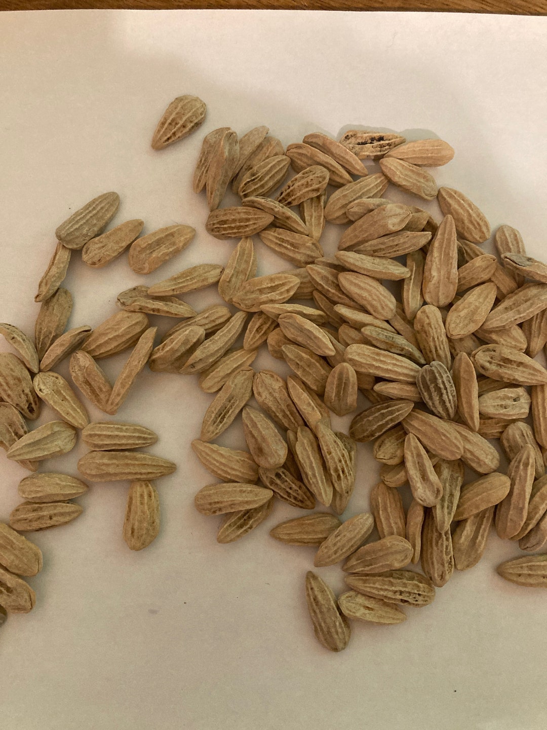 Water Tupelo Tree Seeds (NYSAA AQUATICA) (large Tupelo) (wild Olive ...