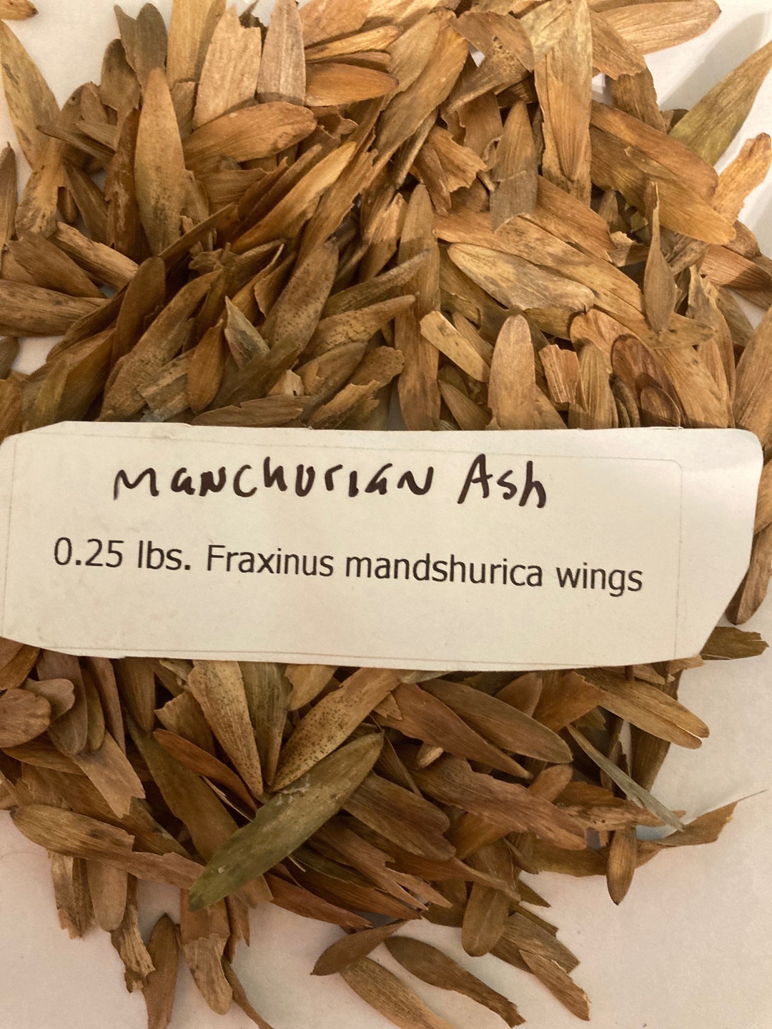 Manchurian Ash Tree Seeds (FRAXINUS MANDSHURICA Wings) - Etsy