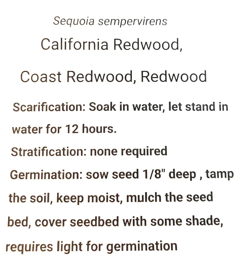 Coast Redwood Tree Seeds (SEQUOIA SEMPERVIRENS) (redwood)(california ...