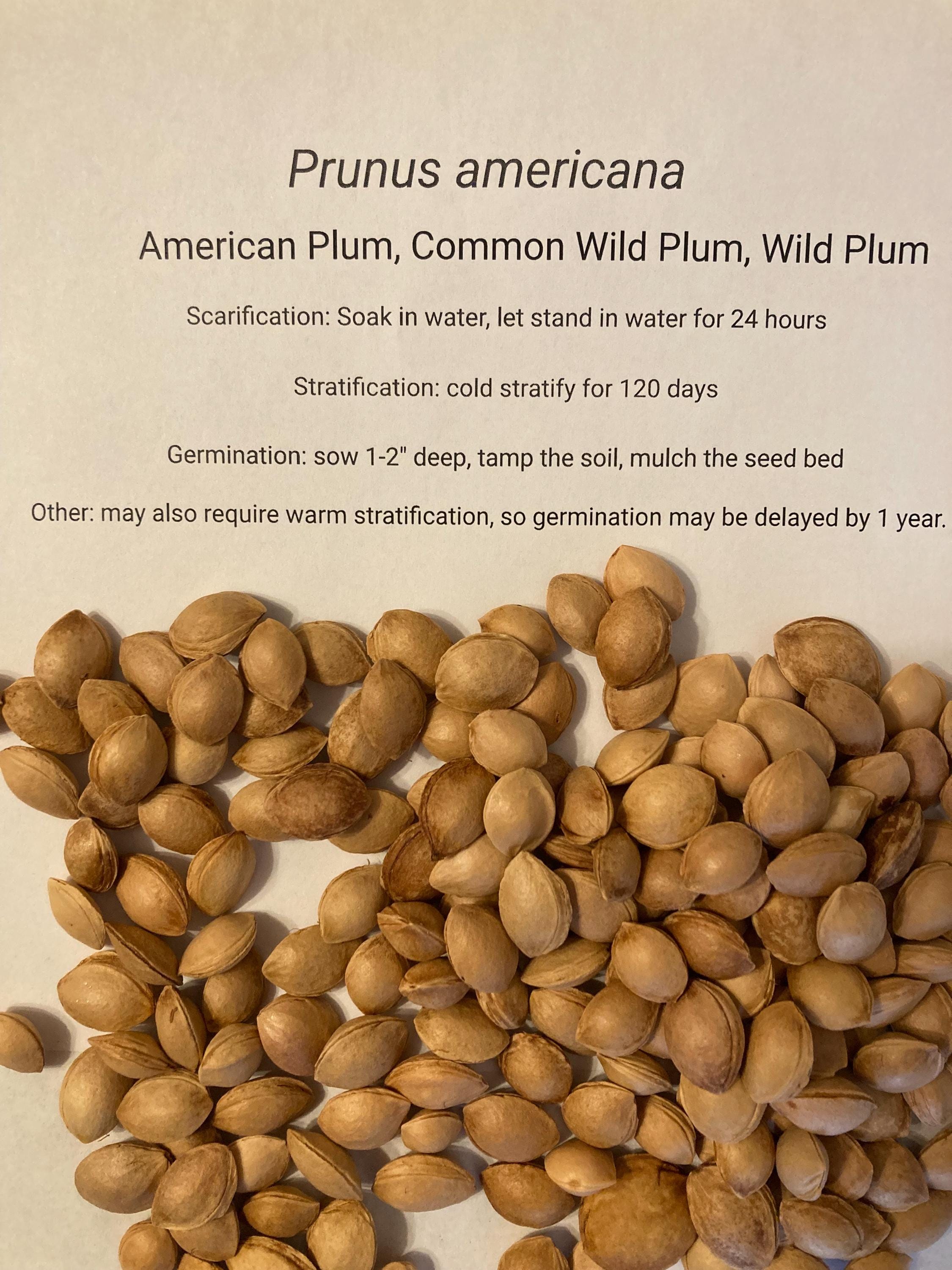 Common Wild Plum Tree Seeds (PRUNUS AMERICANA) (american Plum) - Etsy