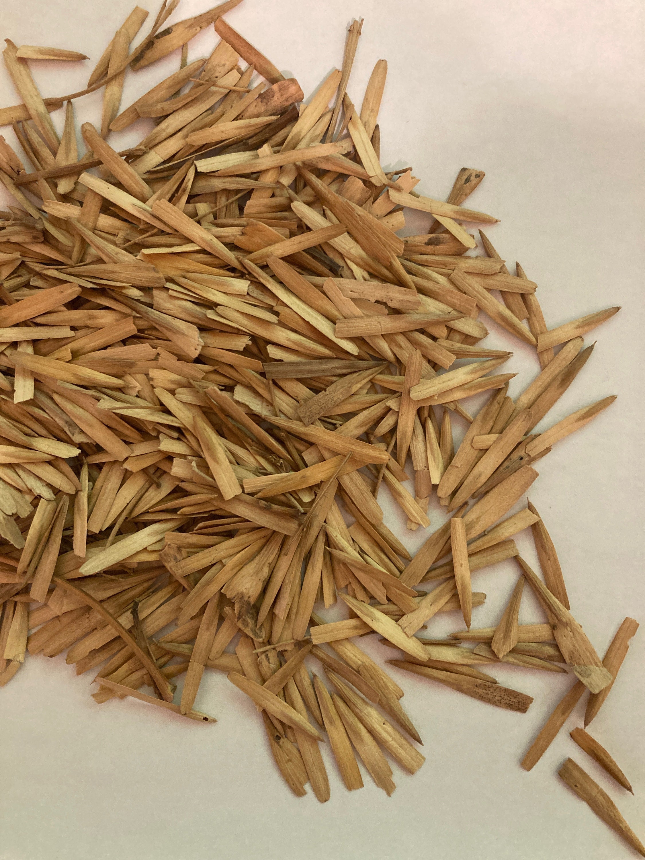 Green Ash Tree Seeds (FRAXINUS PENNSYLVANIA LANCEOLATA Wings) - Etsy