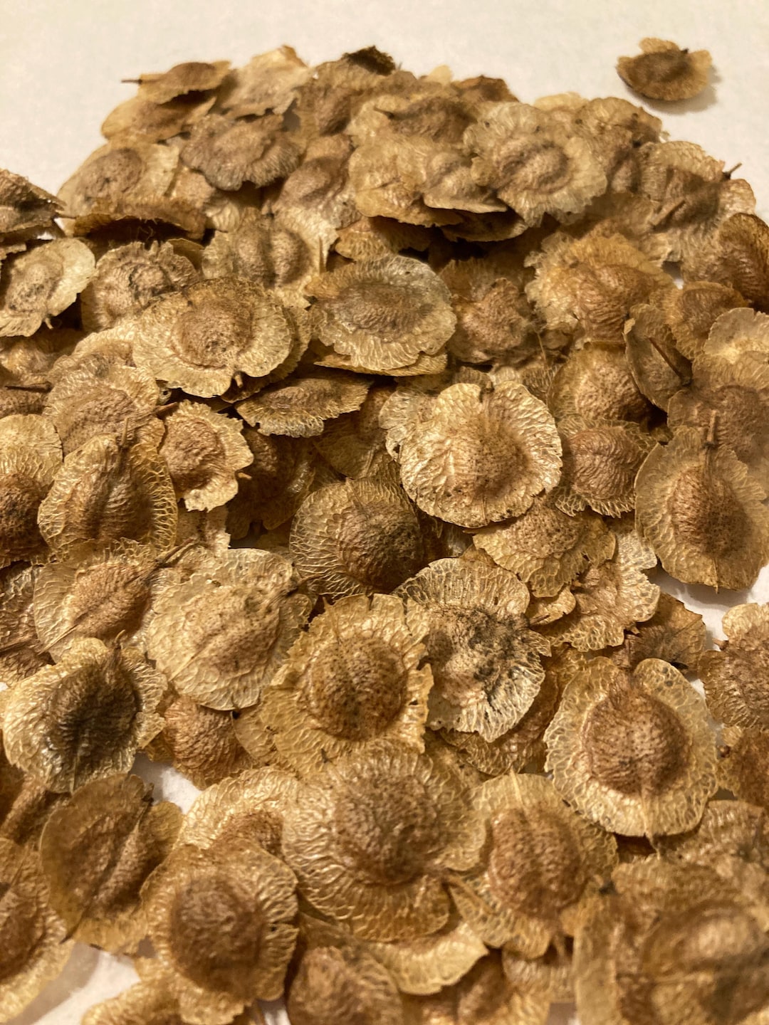 California Hoptree Tree Seeds (PTELEA CRENULATA ) (western Hoptree) - Etsy