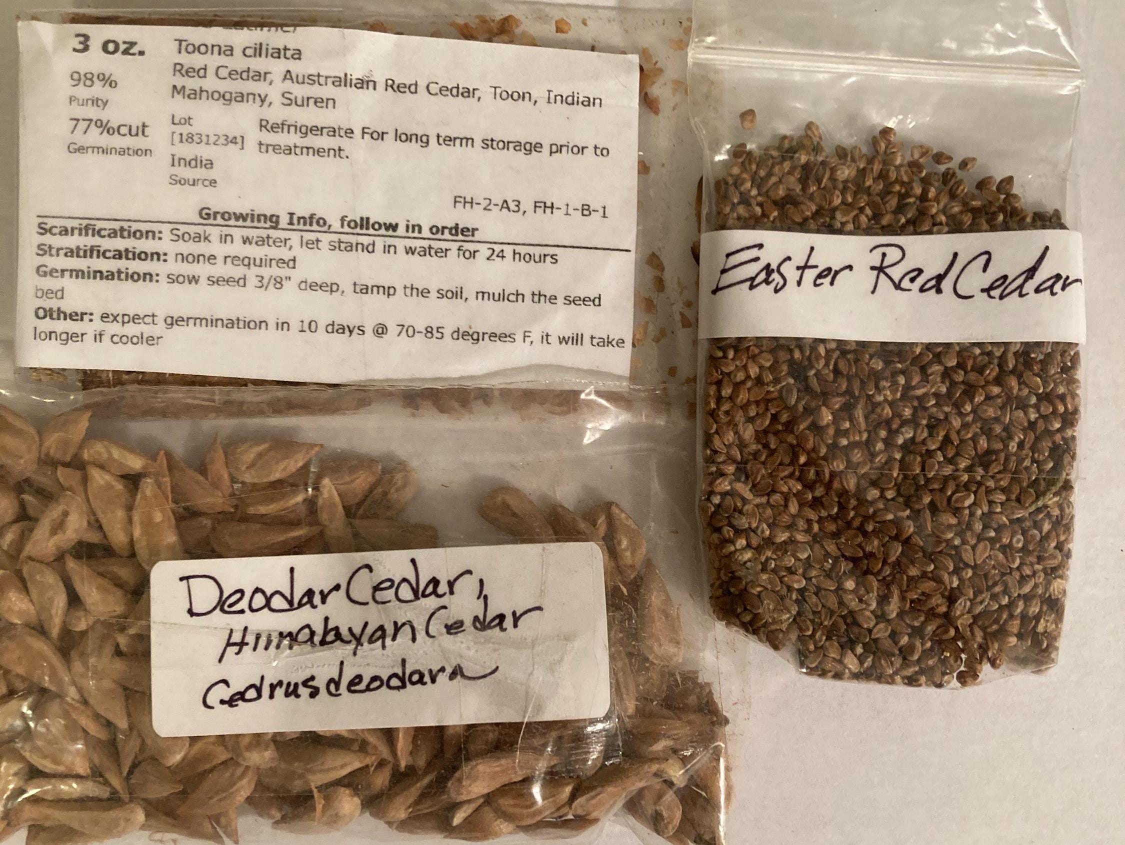3 Types of CEDAR TREE SEEDS Bundle Deal - Etsy