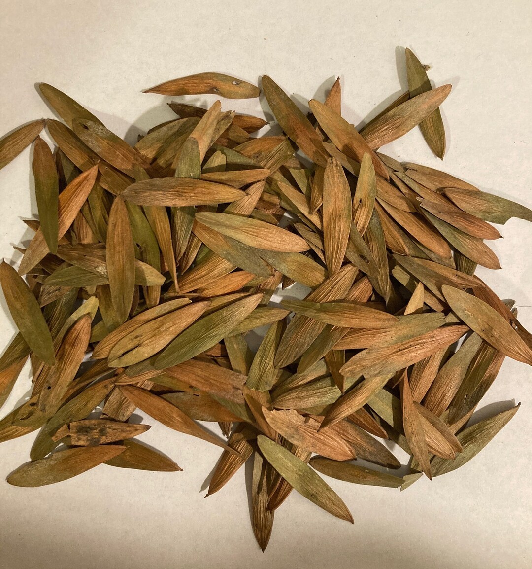 Diversifolia European Ash Tree Seeds (fraxinus Excelsior 'diversifolia ...