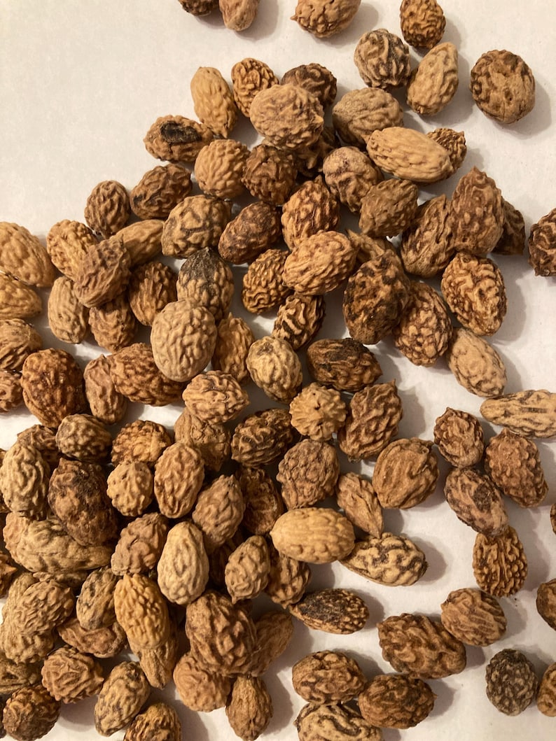 Jujube Tree Seeds (ZIZIPHUS JUJUBA) (chinese Date) (tsao) - Etsy
