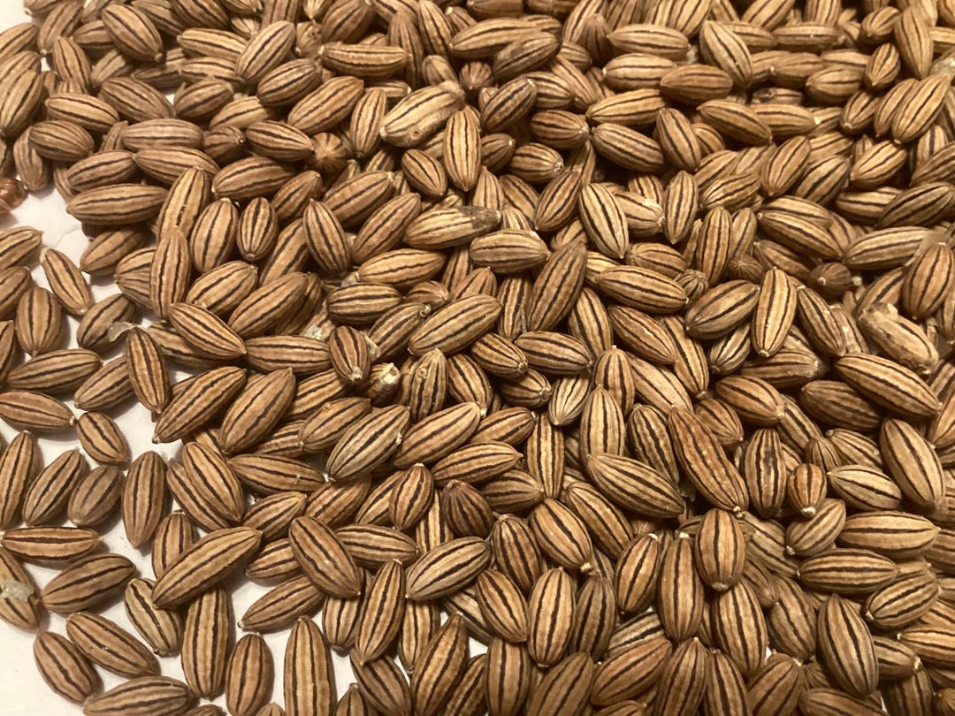 Russian Olive Tree Seeds ELAEAGNUS ANGUSTIFOLIA - Etsy