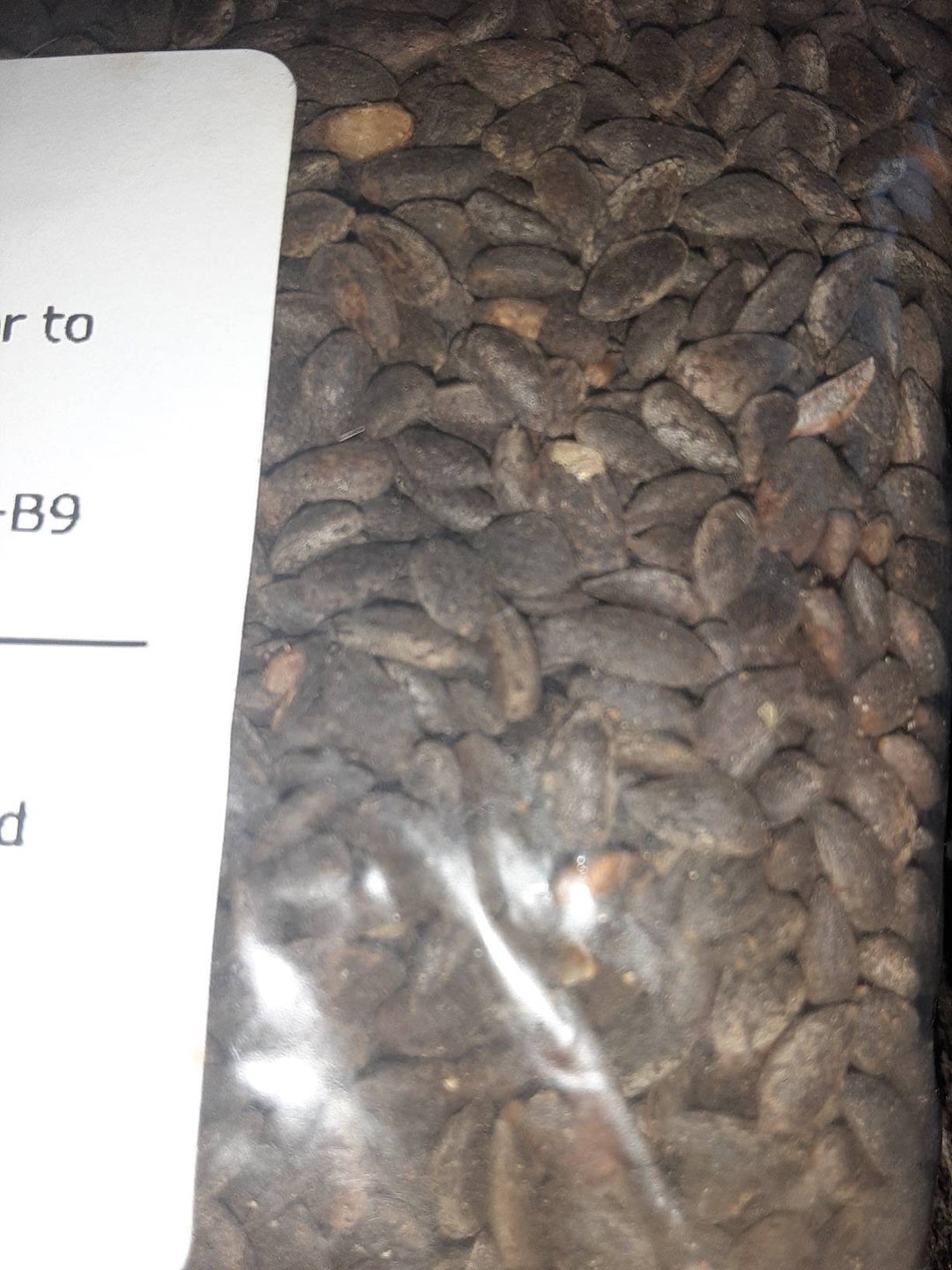 Jerusalem Pine Tree Seeds. PINUS HALEPENSIS aleppo Pine - Etsy