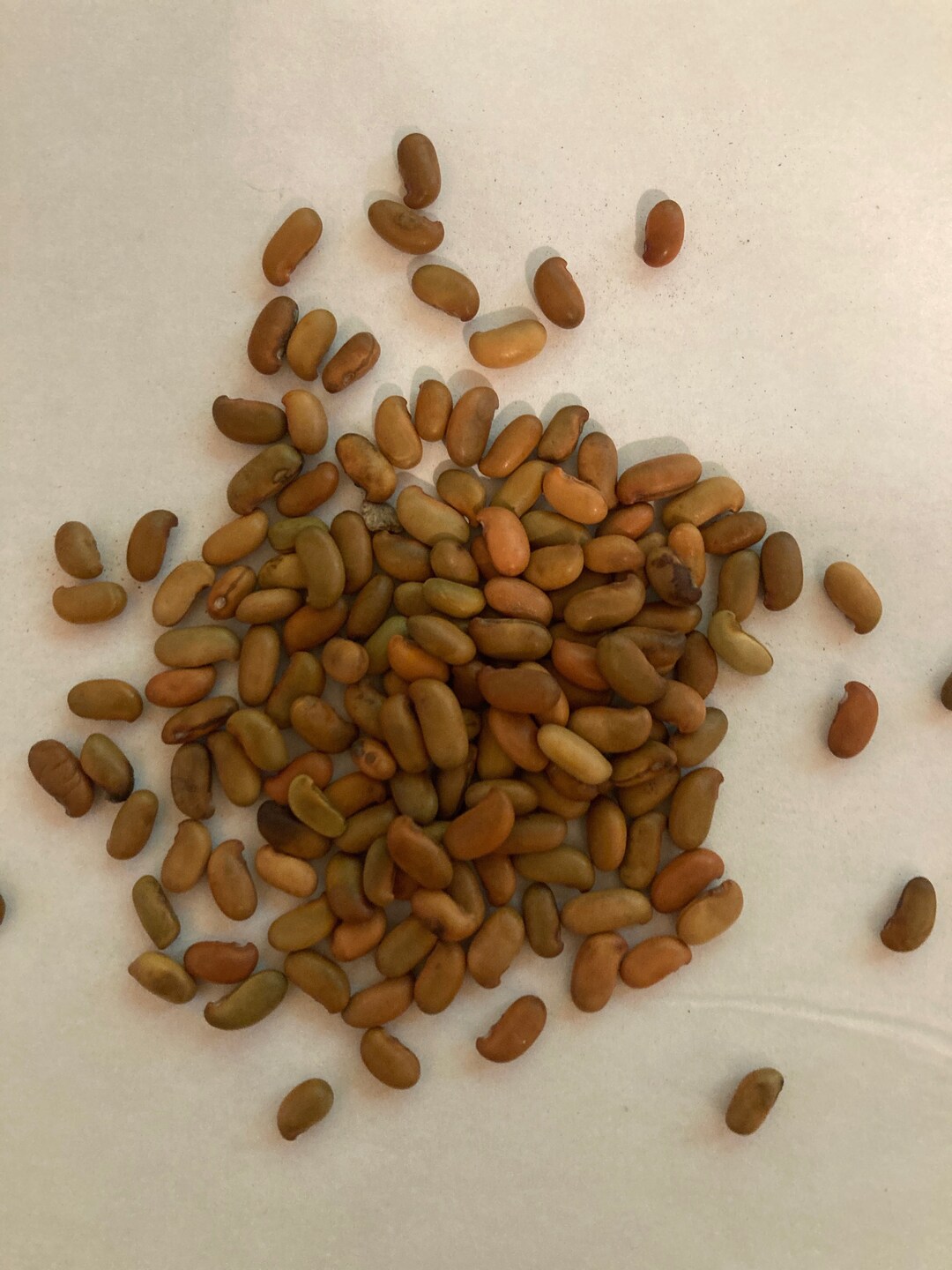 Chinese Maackia Tree Seeds (maackia Hupenensis) (maackia Chinensis) - Etsy