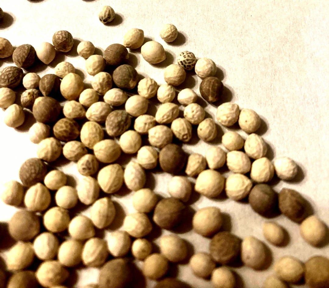 Netleaf Sugar Hackberry Tree Seeds CELTIS LAEVIGATA sugarberry ...