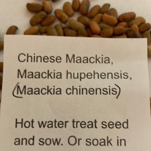 Chinese Maackia Tree Seeds (maackia Hupenensis) - Etsy