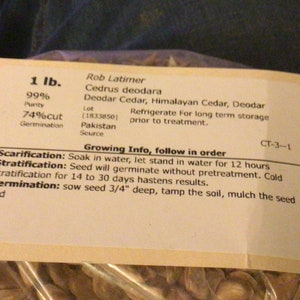 Deodar Cedar Tree Seeds CEDRUS DEODARA - Etsy