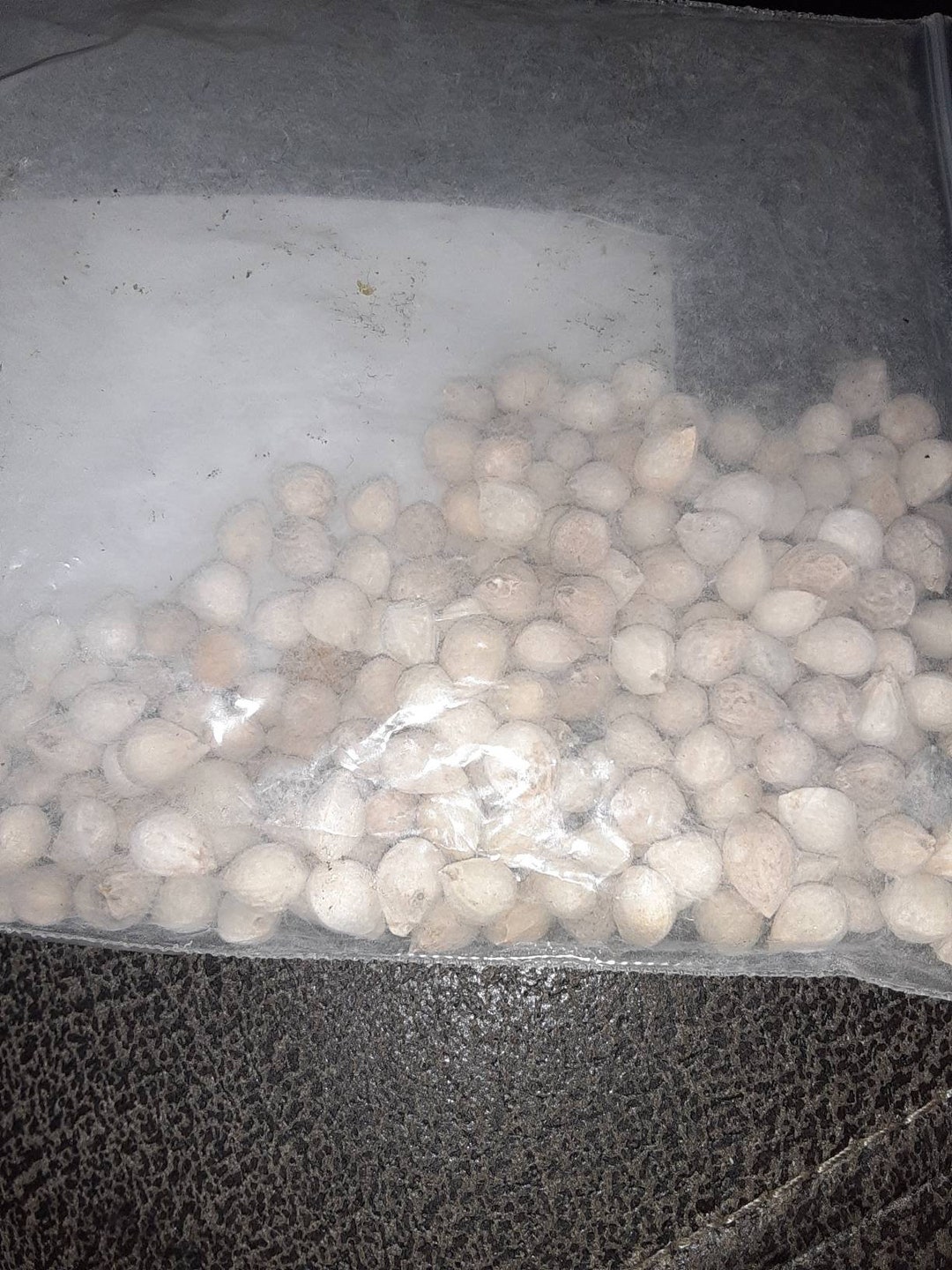 Japanese Hackberry Tree Seeds celtis Sinensis chinese Hackberry - Etsy