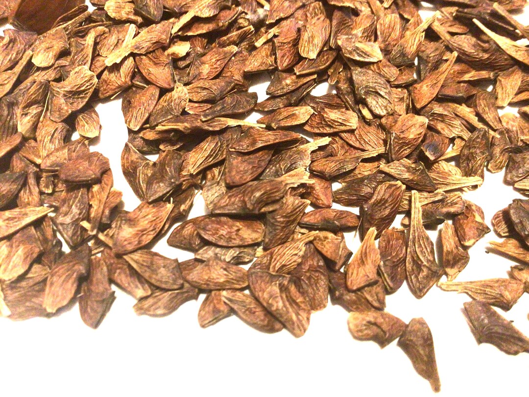 Flame Amur Maple Tree Seeds (ACER TATARICUM Subsp. GINNALA ‘flame’) - Etsy
