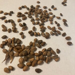Calabrian Pine Tree Seeds (PINUS HALEPENSIS BRUTIA) ( Brutia Pine ...