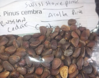 Seeds for Planting, Pinus Cembra Seeds, Swiss Stone Pine, Arolla Pine ...