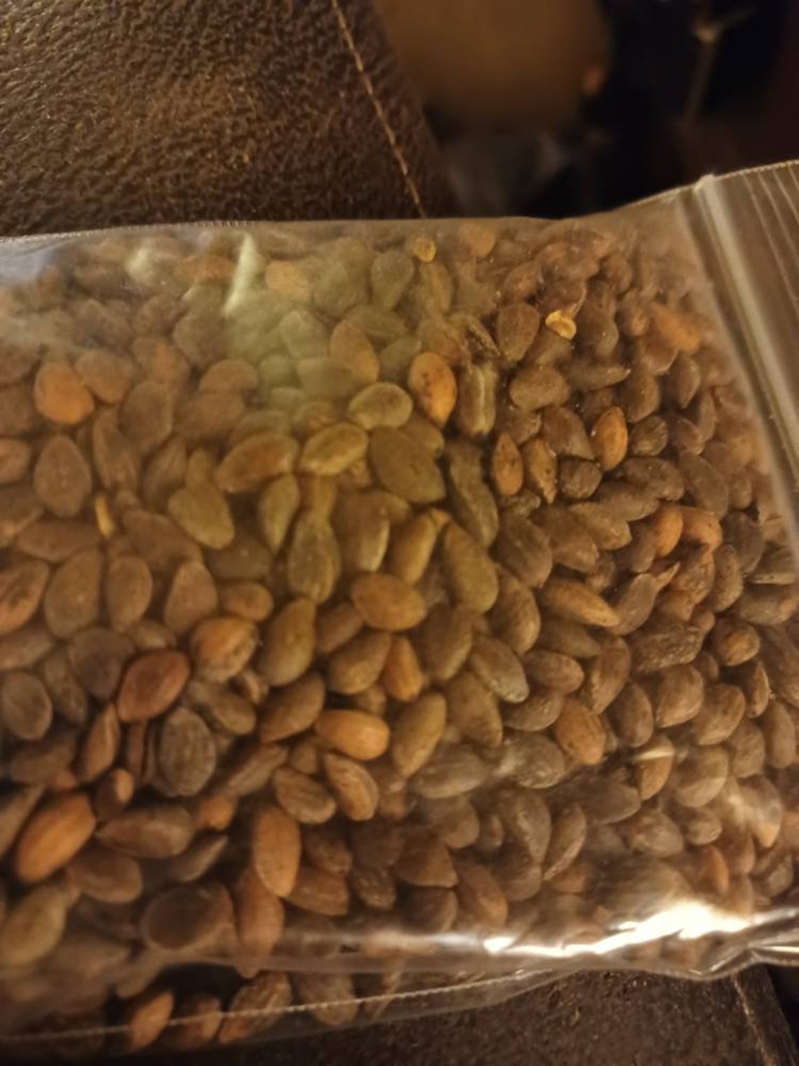 Afghan Pine Tree Seeds pinus Eldarica fresh Crop From 2021 | Etsy