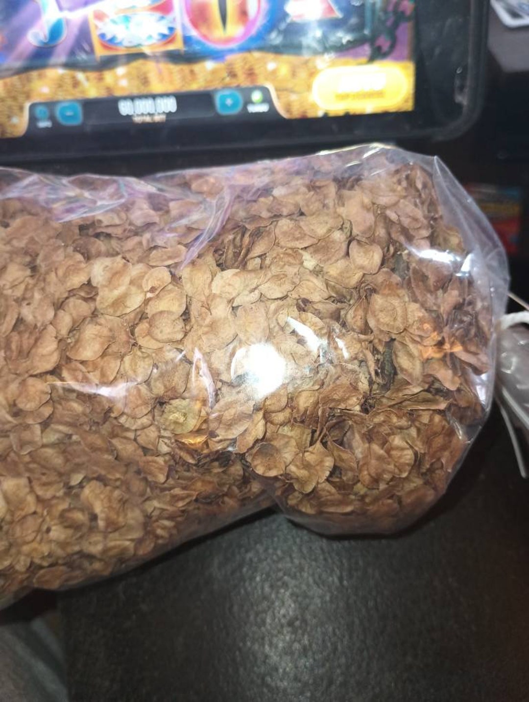 Elsmo Chinese Elm Tree Seeds ulmus Parvifolia - Etsy