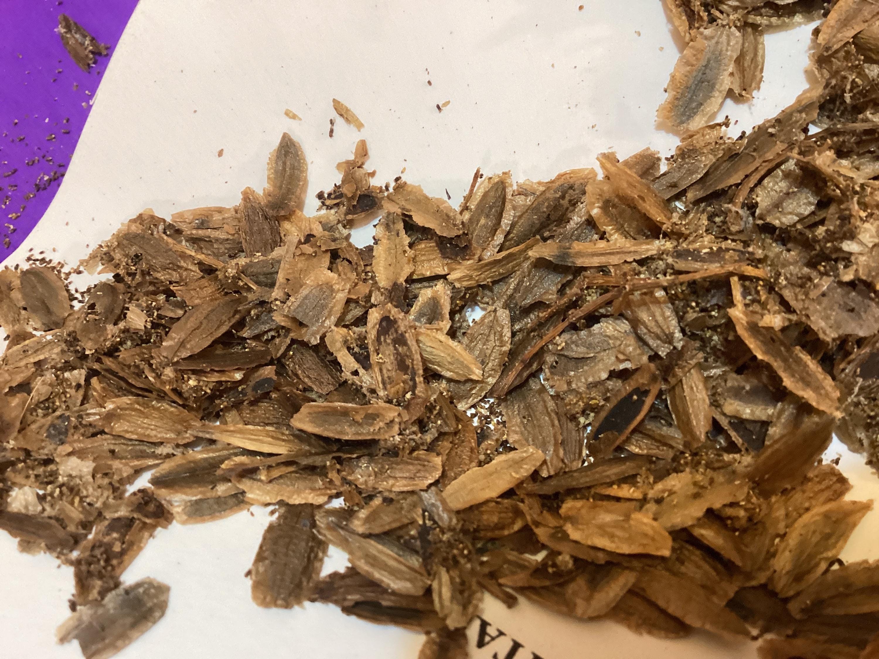 Japanese Tree Lilac Seeds (SYRINGA RETICULATA) - Etsy