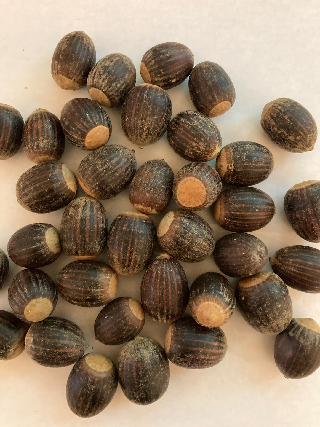 Nutall Oak Tree Seeds QUERCUS NUTTALLII acorns - Etsy