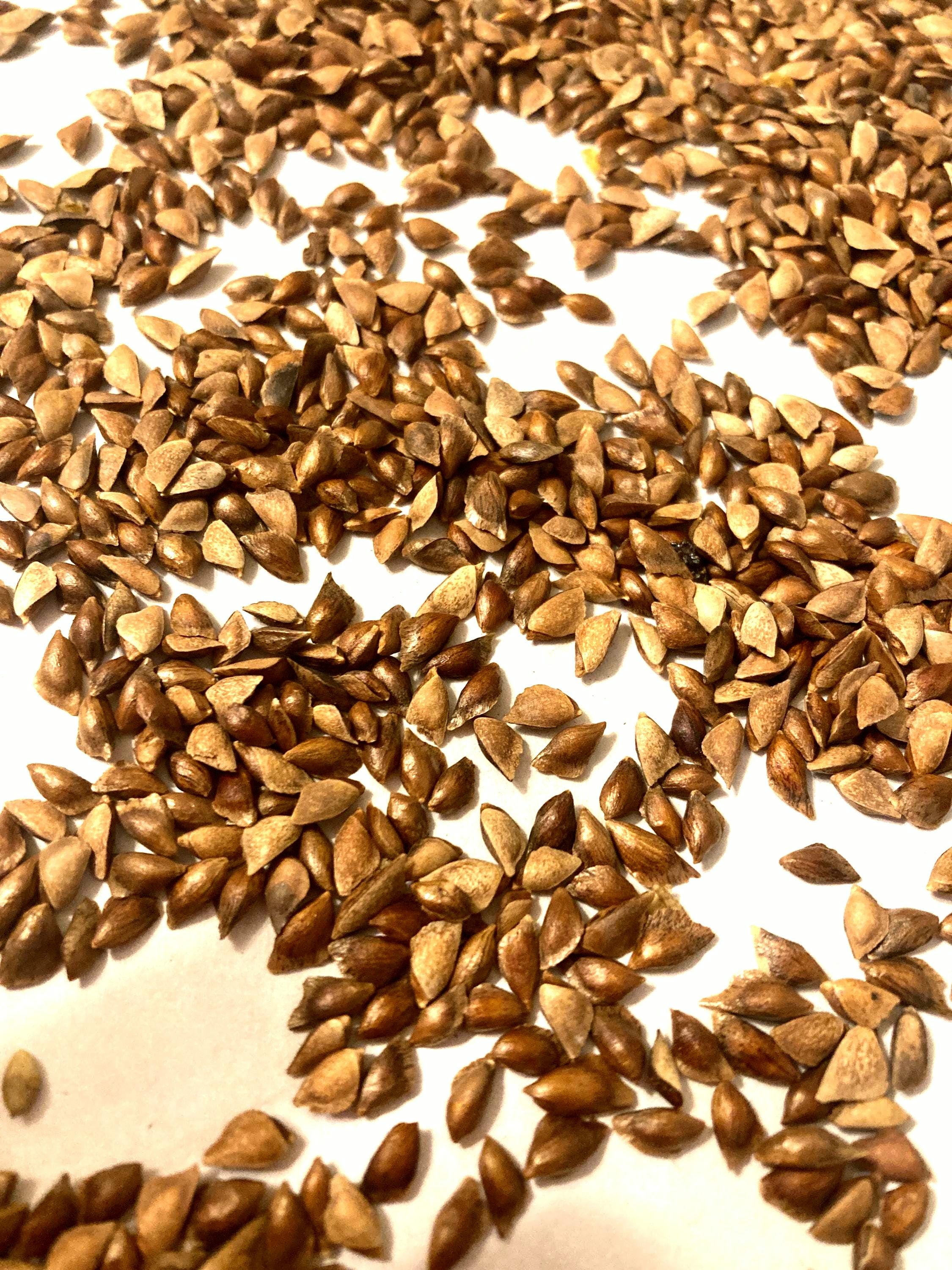 Douglas Fir Tree Seeds (PSEUDOTSUGA MENZIESII) - Etsy