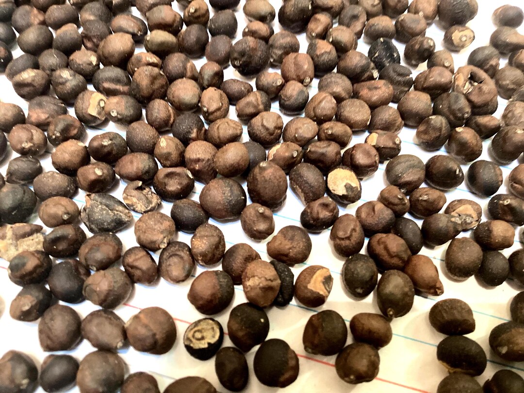 Java Kapok Tree Seeds (CEIBA PENTANDRA) (java Cotton) - Etsy