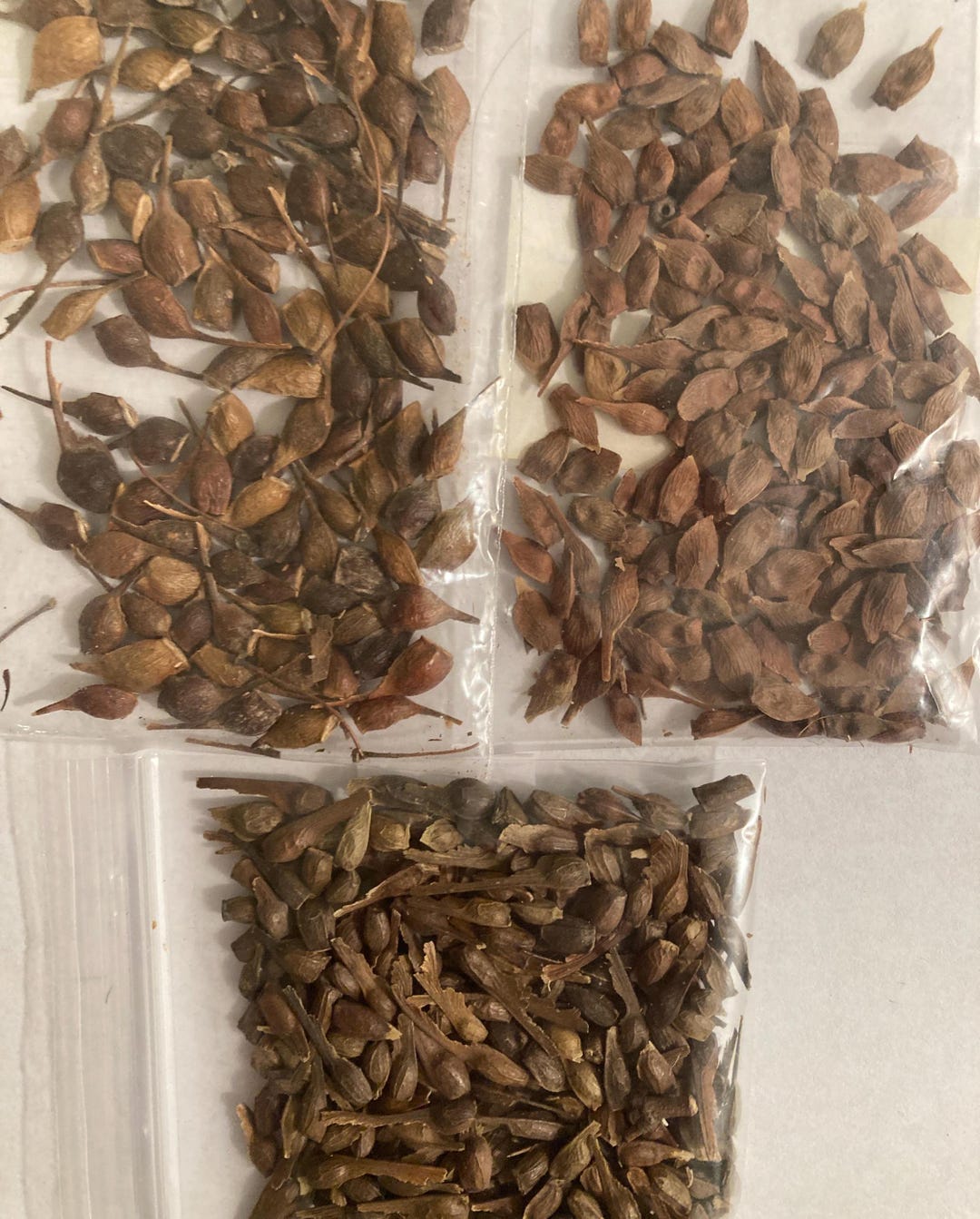 3 Types of MAPLE TREE SEEDS (per Order Randomly Chosen) - Etsy