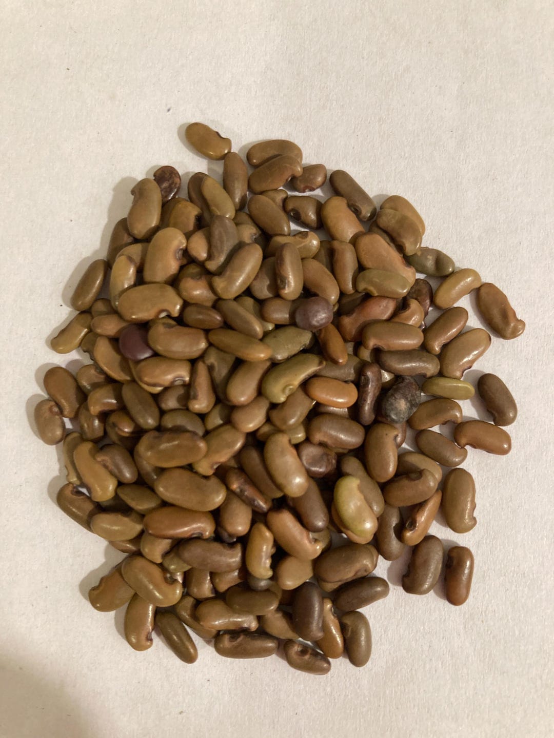 Kentucky Yellowwood Tree Seeds (CLADRASTIS LUTEA) (yellow Ash ...