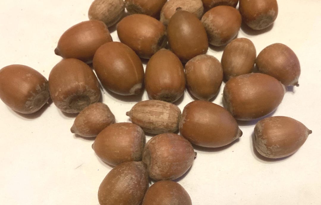 Red Oak Tree Seeds (QUERCUS BOREALIS RUBRA Northern) (northern Red Oak ...