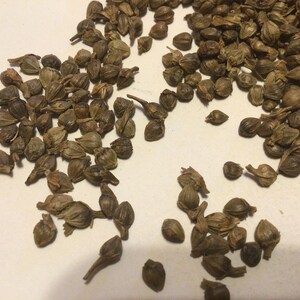 Musclewood Tree Seeds CARPINUS CAROLINIANA american Hornbeam ironwood ...