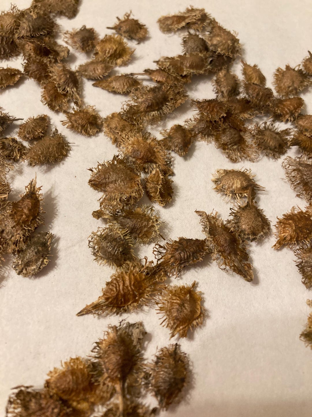 Skunk Bush Shrub Seeds (PTELEA TRIFOLIATA) (stinking Ash, Wafer Ash ...