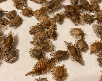 Seeds for Planting, Ptelea Trifoliata Seeds, Common Hoptree, Wafer Ash ...