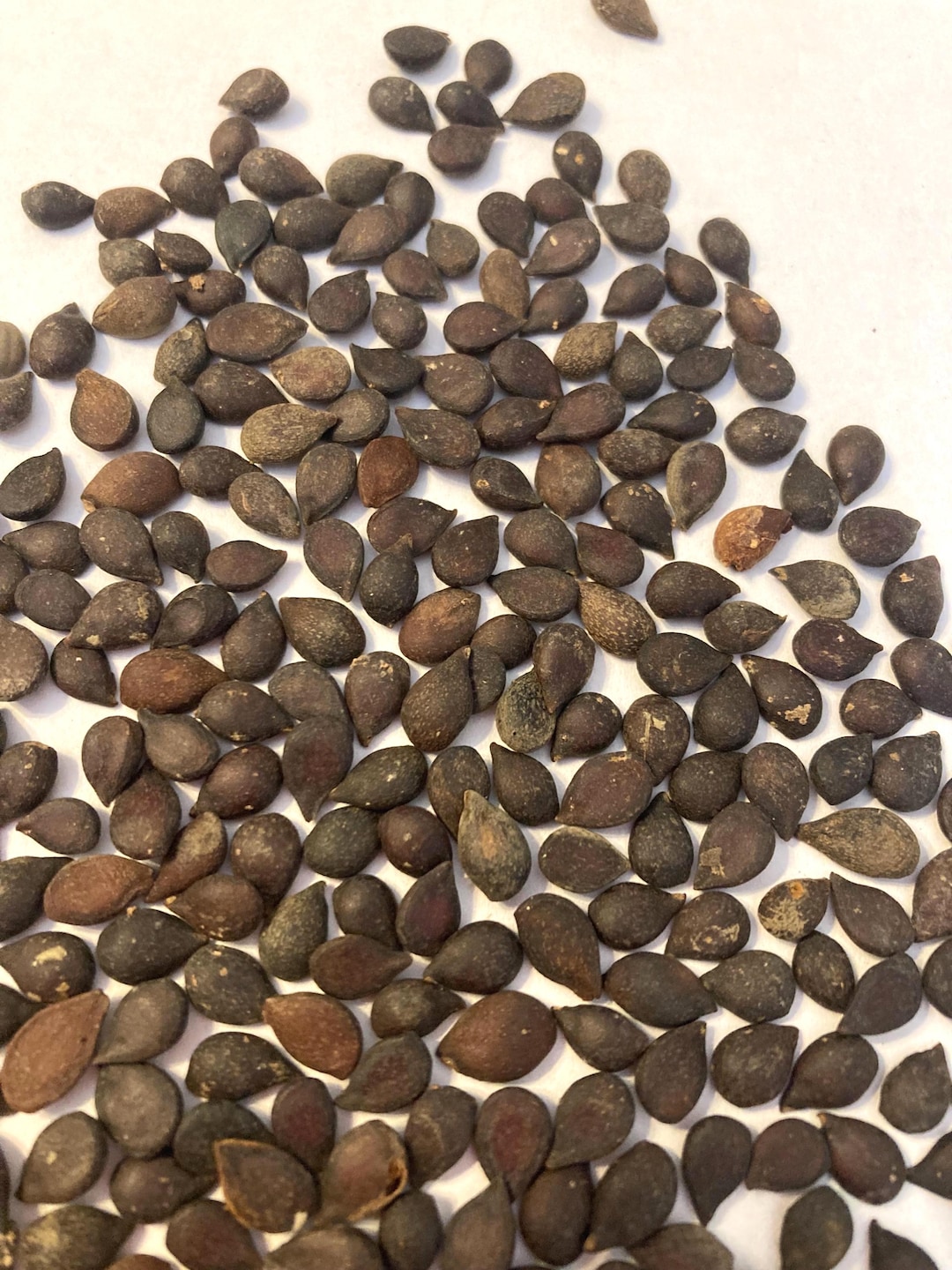 Sand Pear Tree Seeds (PYRUS PYRIFOLIA) (japanese Pear)( Asian Pear ...