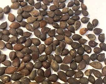 Pyrus Pyrifolia (asian Pear, Chinese Sand Pear, Japanese Pear, Sand ...