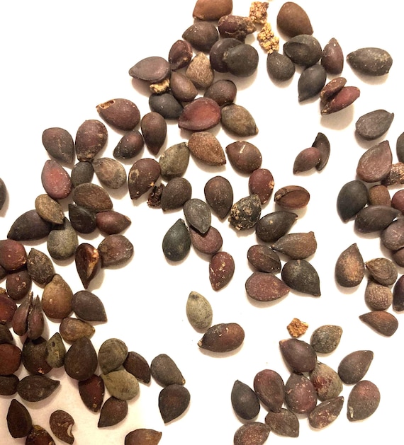 Asian Pear Seeds Asian Pear, (Chinese Sand Pear), Pyrus Pyrifolia,