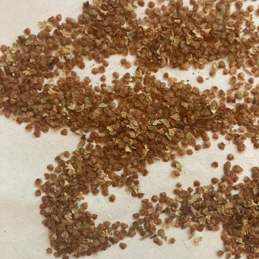 Dwarf Birch Tree Seeds (BETULA GLANDULOSA) (resin Birch) (bog Birch) - Etsy