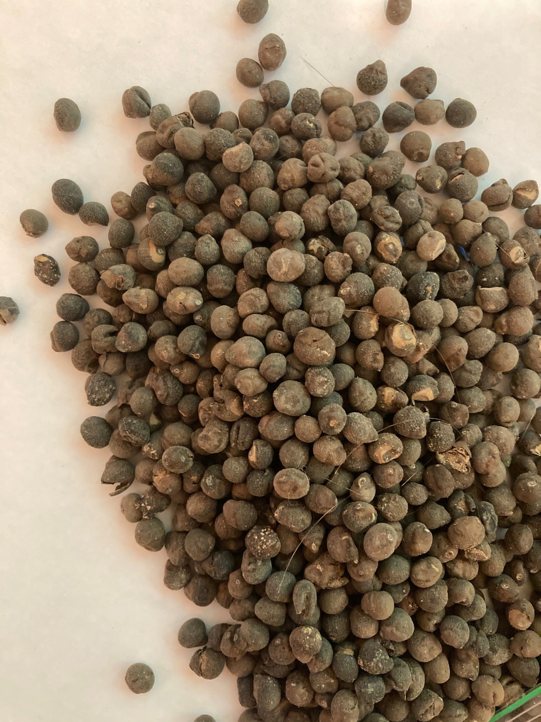 Silk Cotton Tree Seeds ceiba Pentandra kapok Tree - Etsy