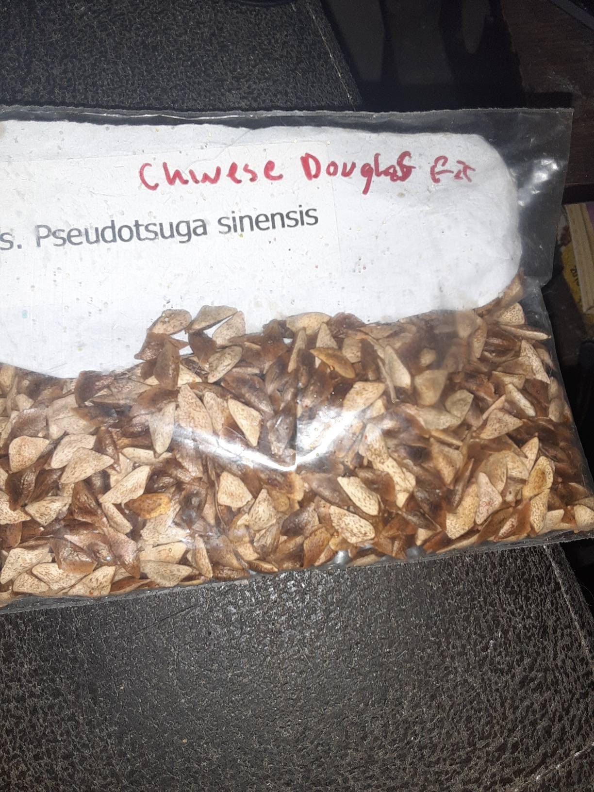 Chinese Douglas Fir Tree Seeds - Etsy