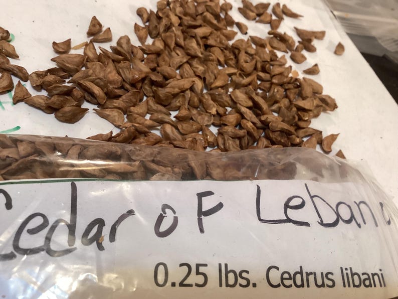 Lebanese Cedar Tree Seeds (CEDRUS LIBANI) - Etsy