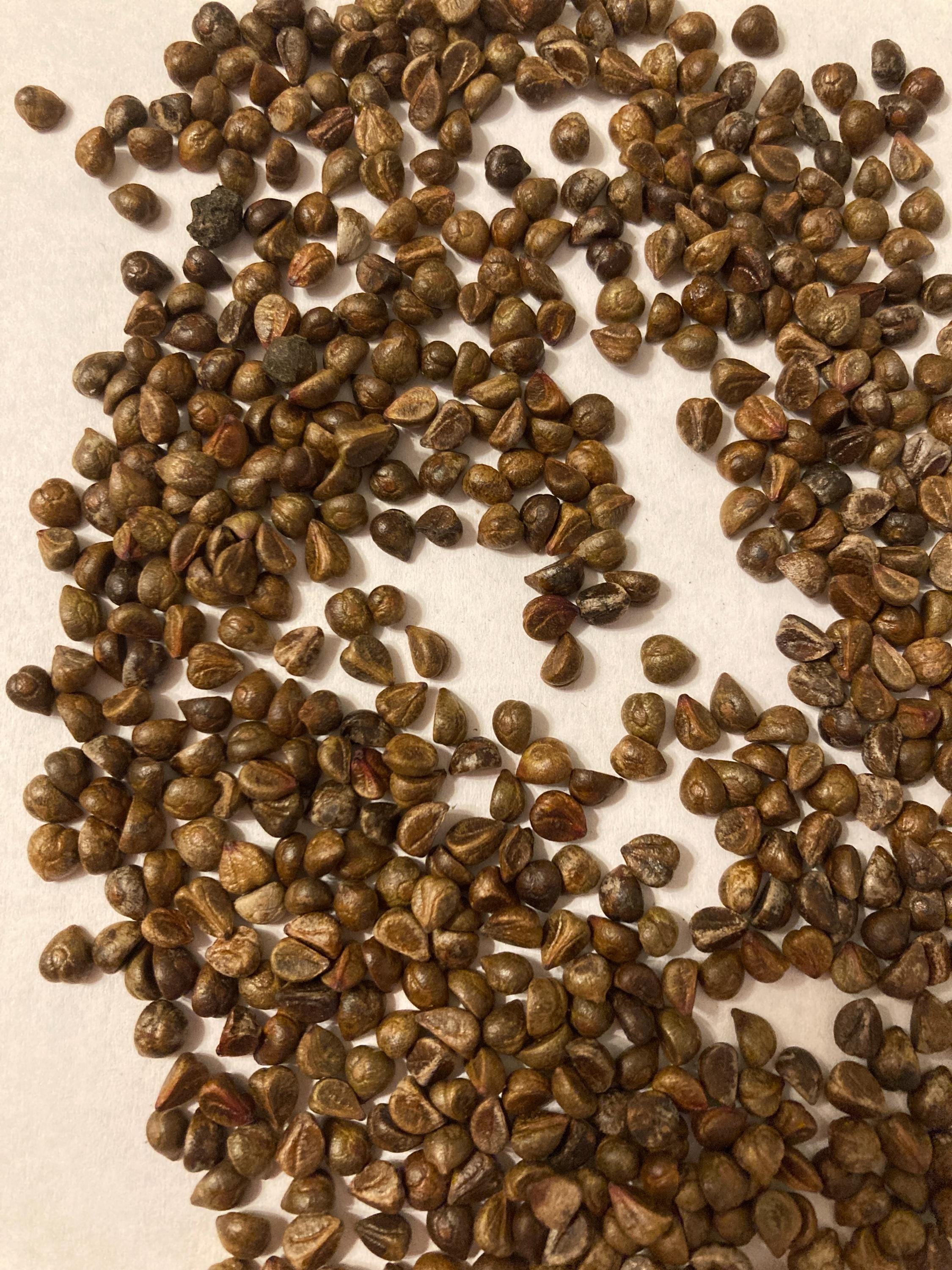 Virginia Creeper Seeds (PARTHENOCISSUS QUINQUEFOLIA) (five-leaved Ivy ...