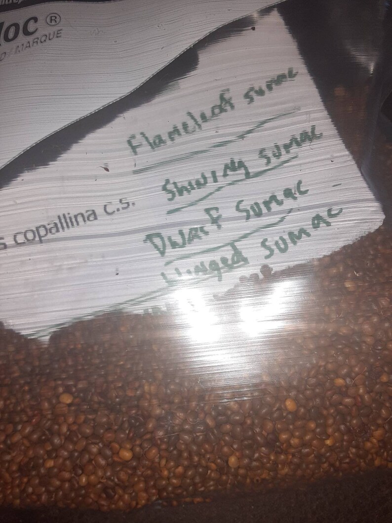 Dwarf Sumac Tree Seeds RHUS COPALLINA - Etsy